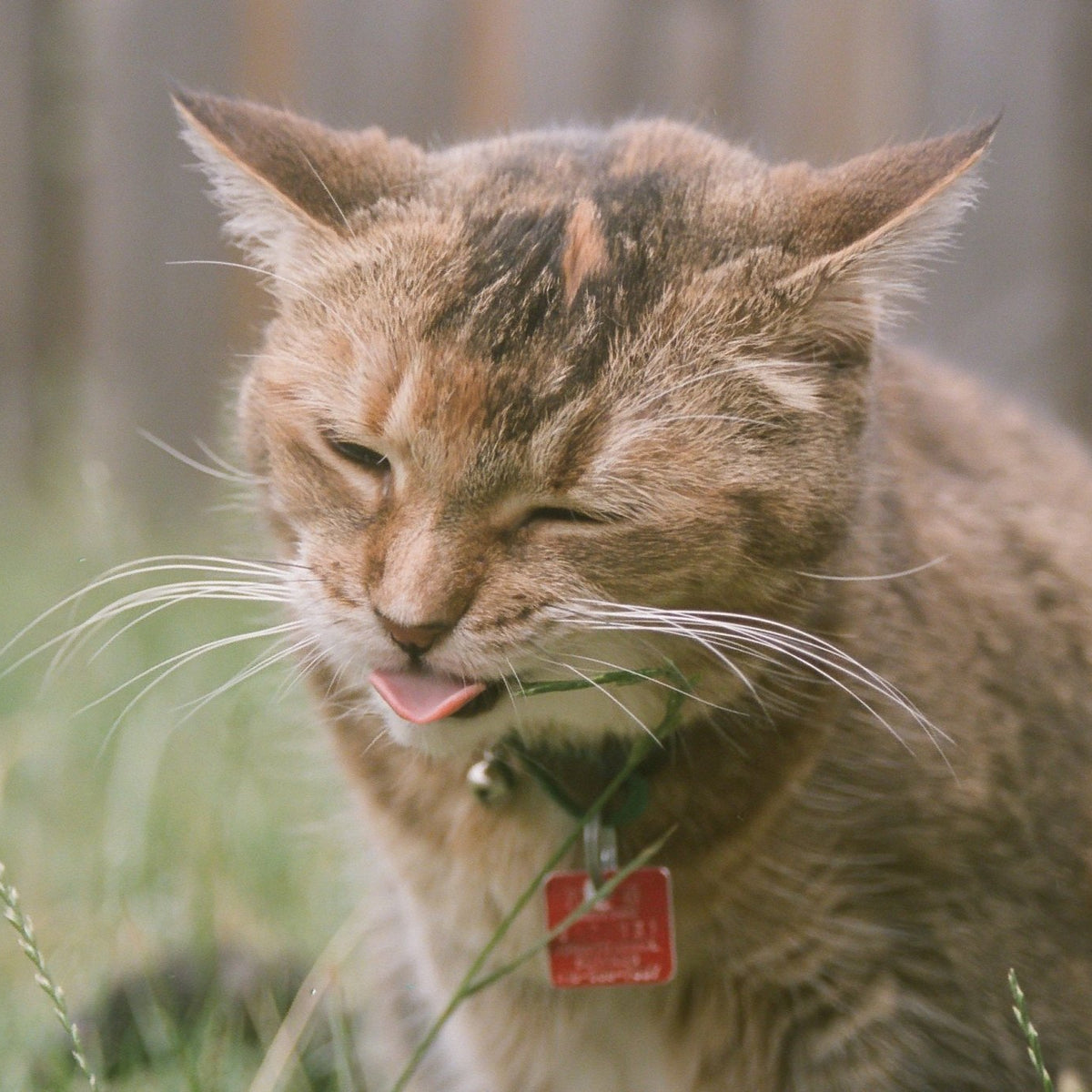 Grass Grazing: Why Cats Eat Grass